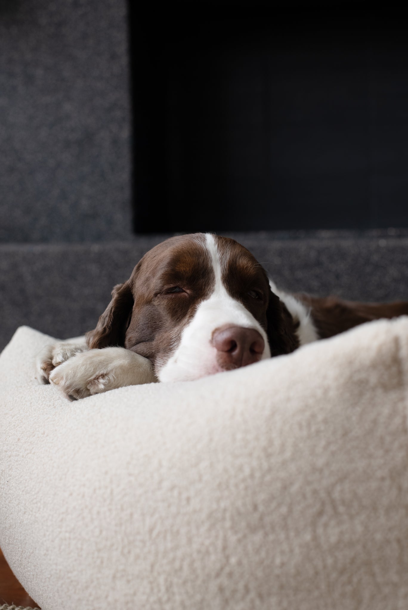 Galgo - Tapiz Carnero – Mambo Perú